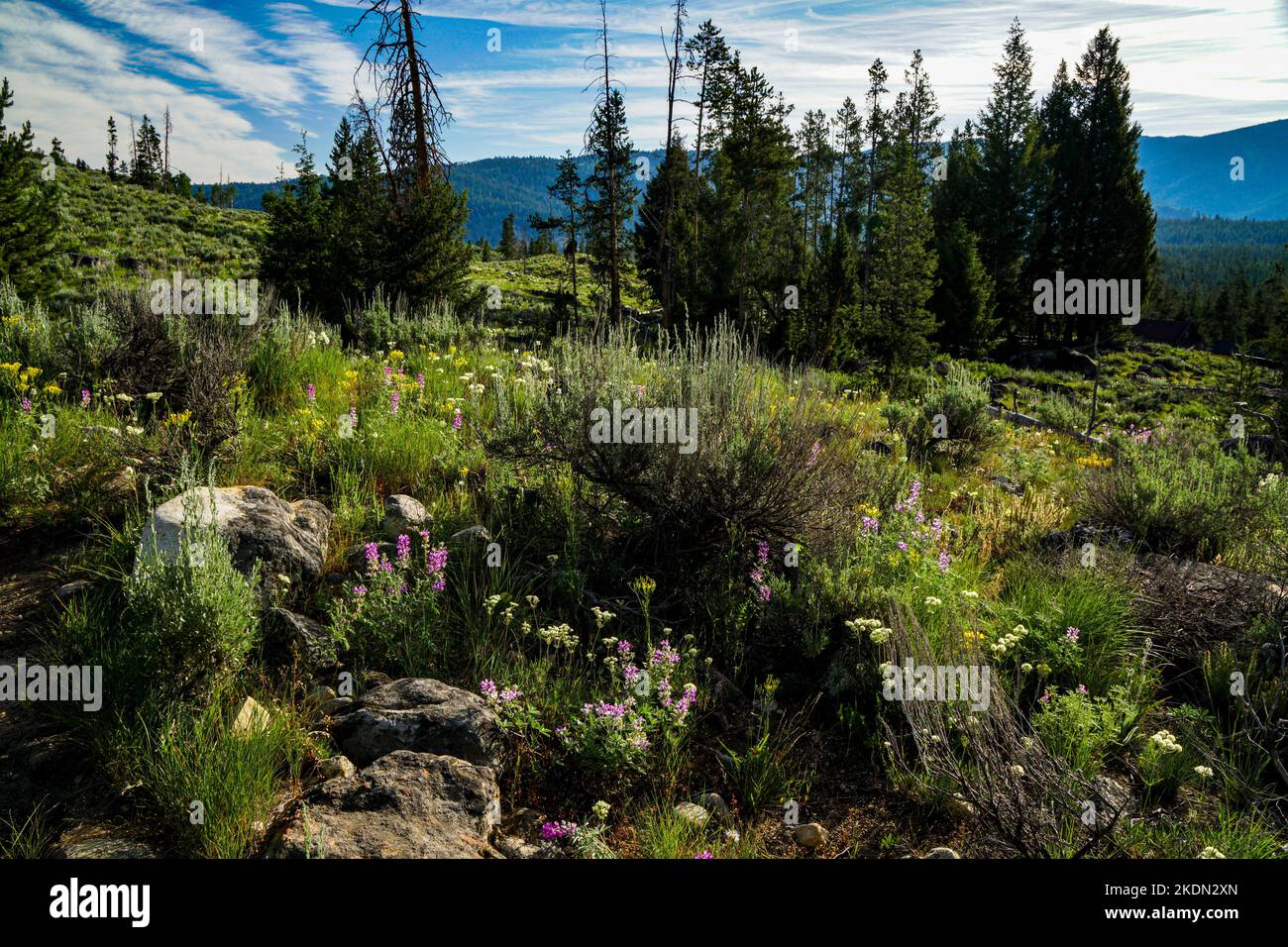 Early summer wildflowers in Idaho's Sawtooth National Recreation Area ...