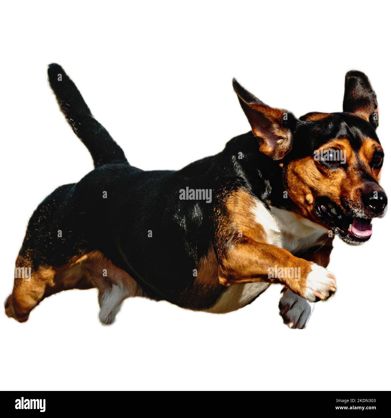 Dog running in field and chasing at full speed on competition straight ...