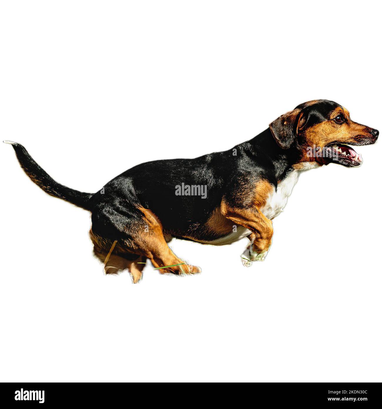 Dog running in field and chasing at full speed on competition straight ...