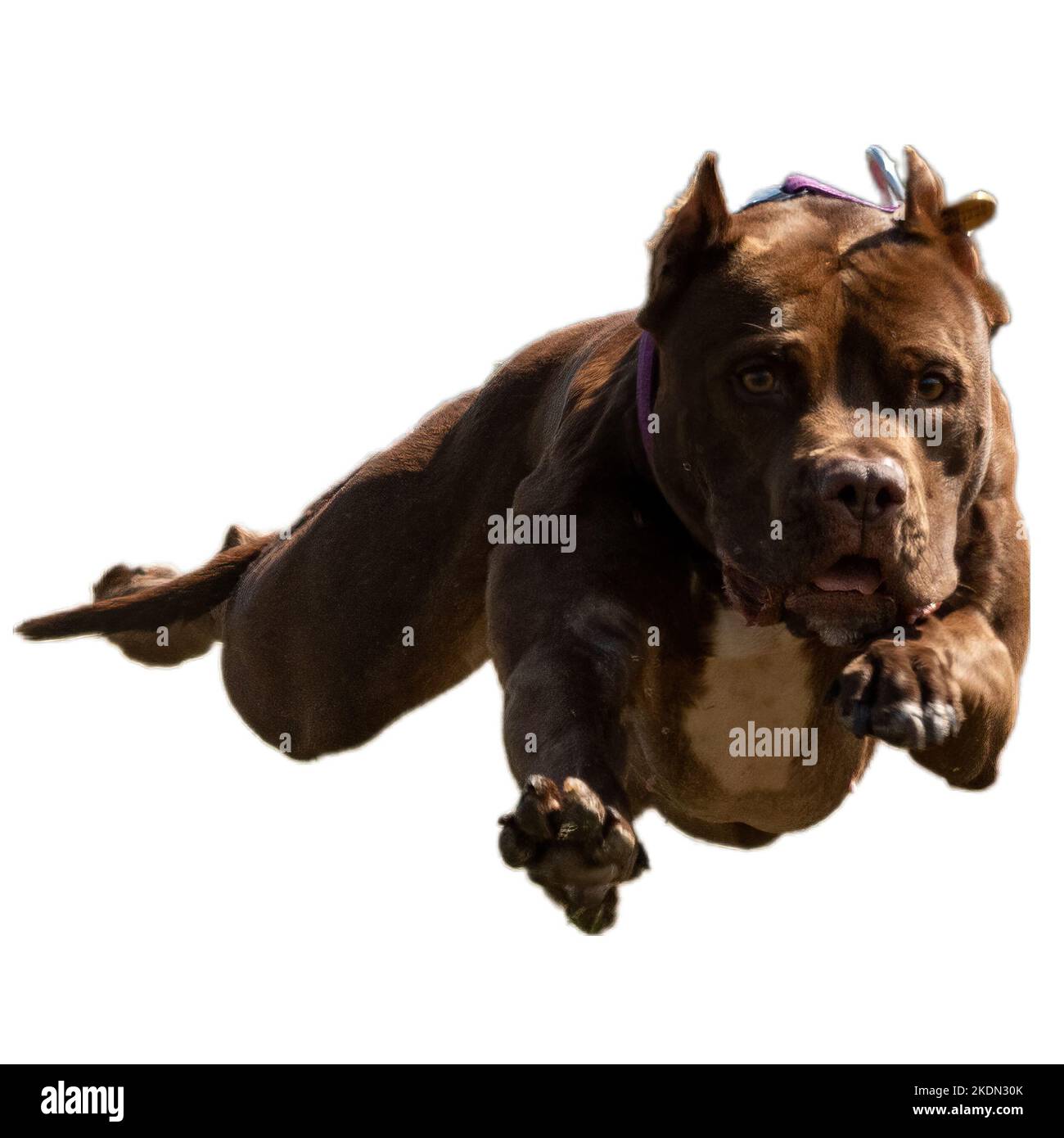 Dog running in field and chasing at full speed on competition straight ...