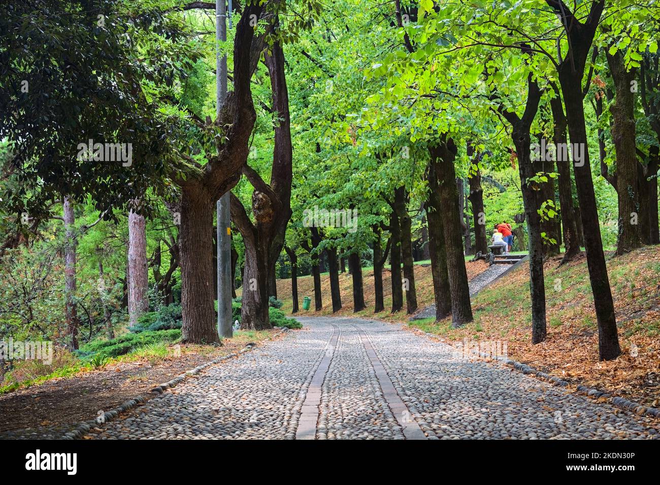 Paved path under a tree canopy in a park Stock Photo - Alamy