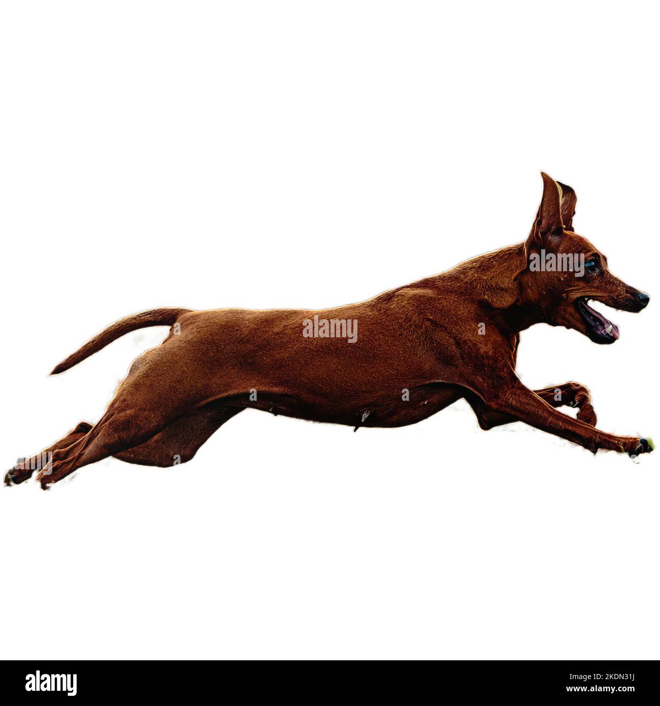 Dog running in field and chasing at full speed on competition straight ...