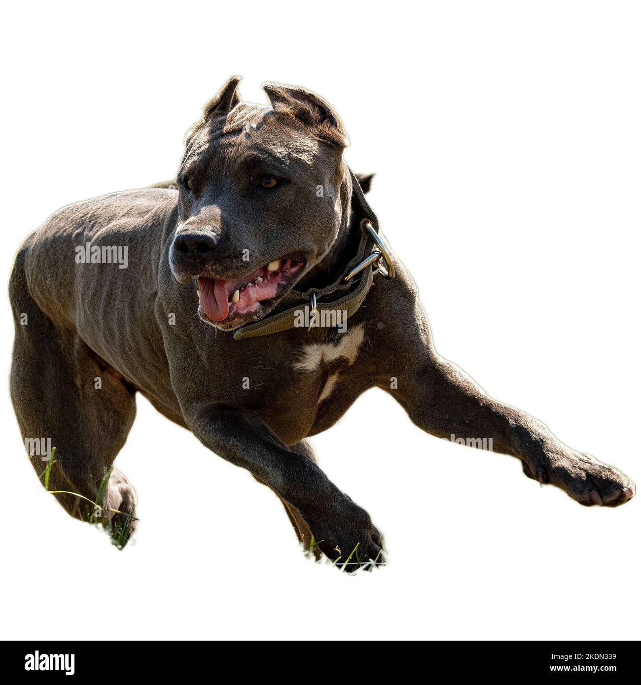 Dog running in field and chasing at full speed on competition straight ...