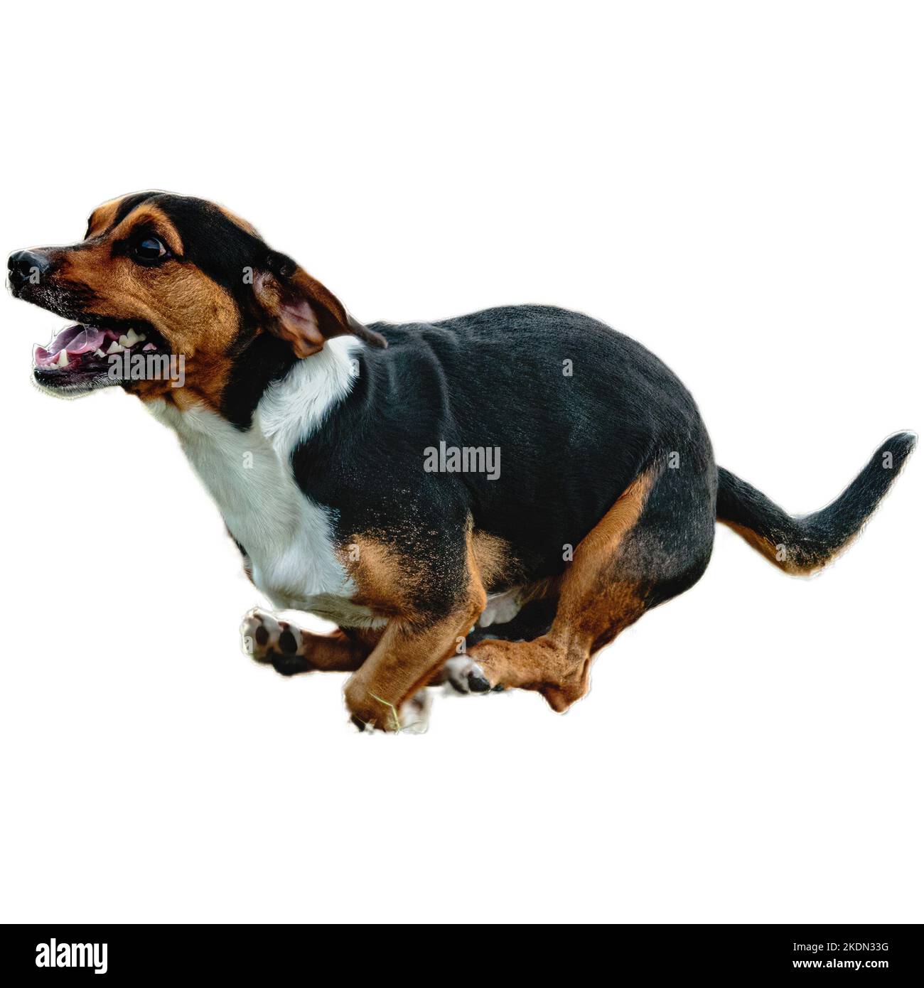 Dog running in field and chasing at full speed on competition straight ...