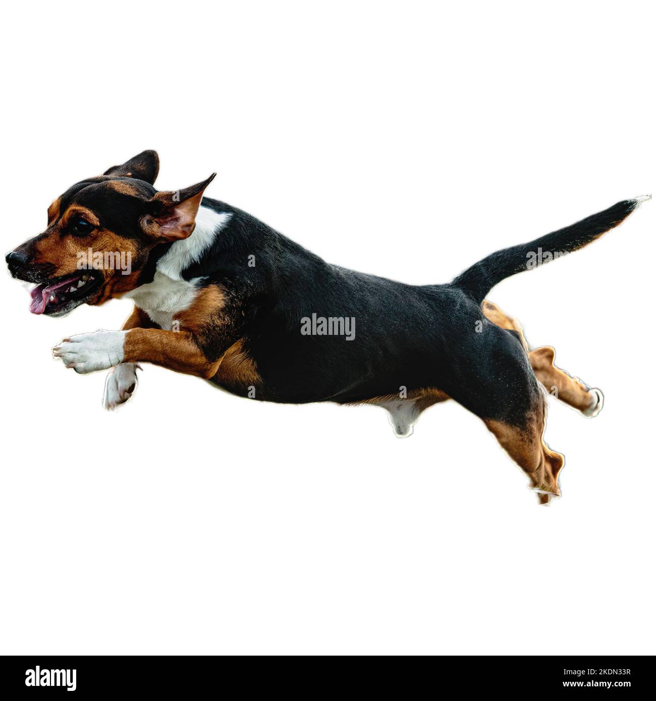 Dog running in field and chasing at full speed on competition straight ...