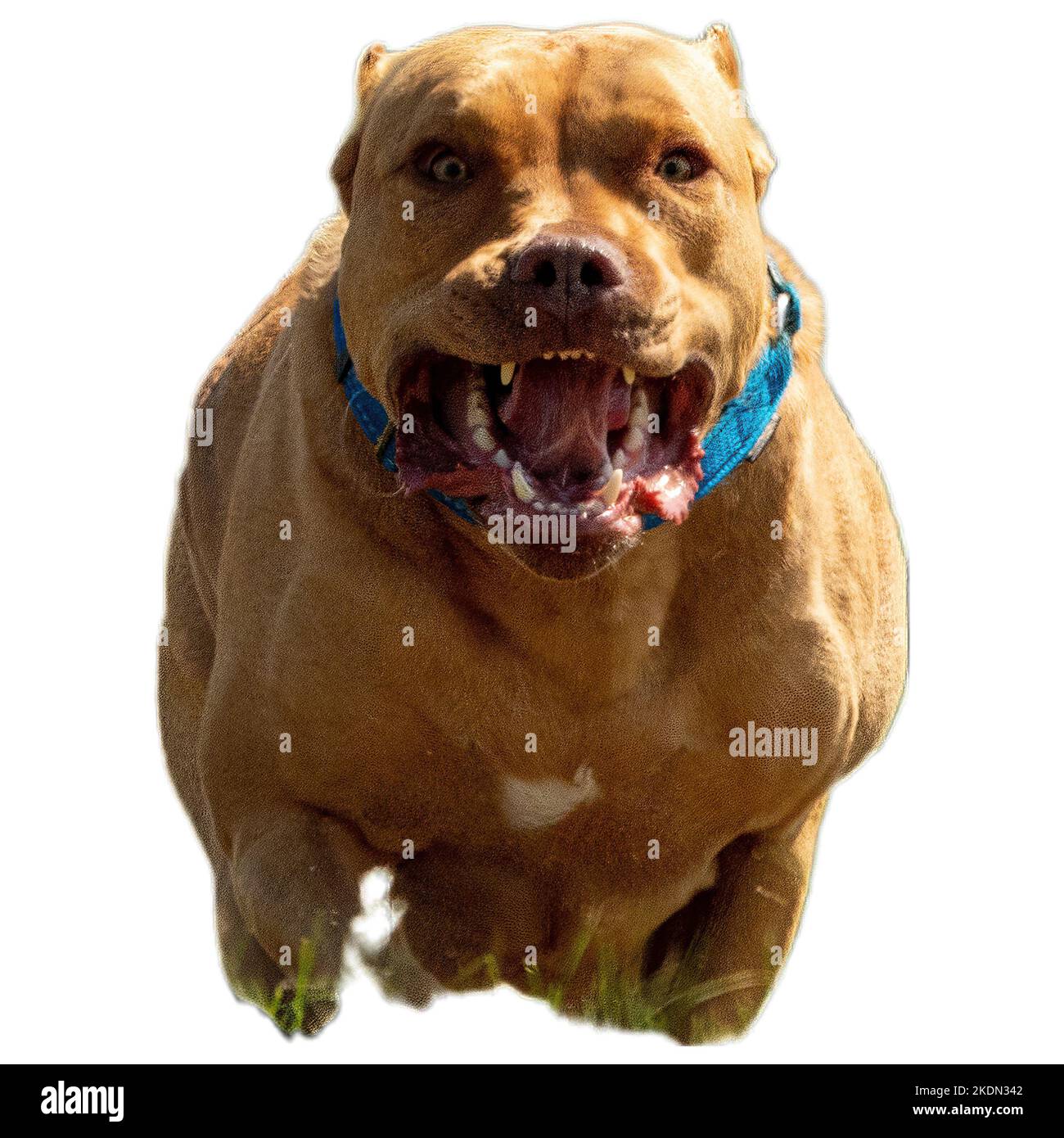 Dog running in field and chasing at full speed on competition straight ...