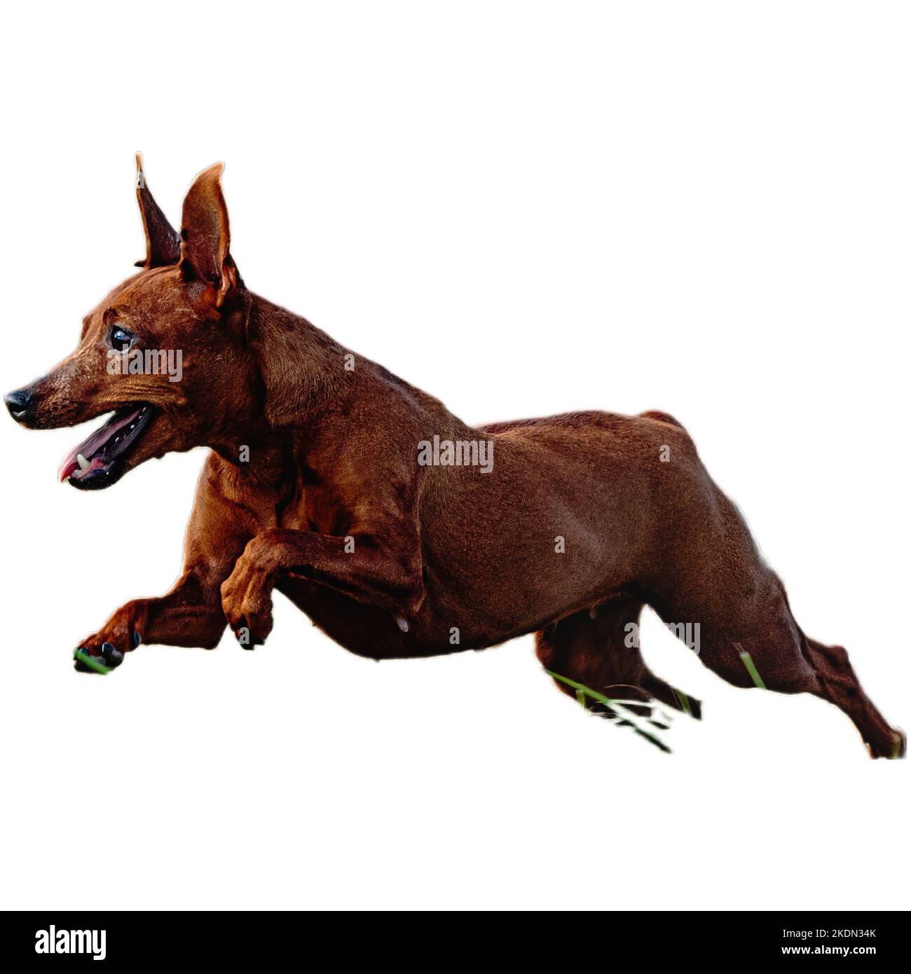 Dog running in field and chasing at full speed on competition straight ...