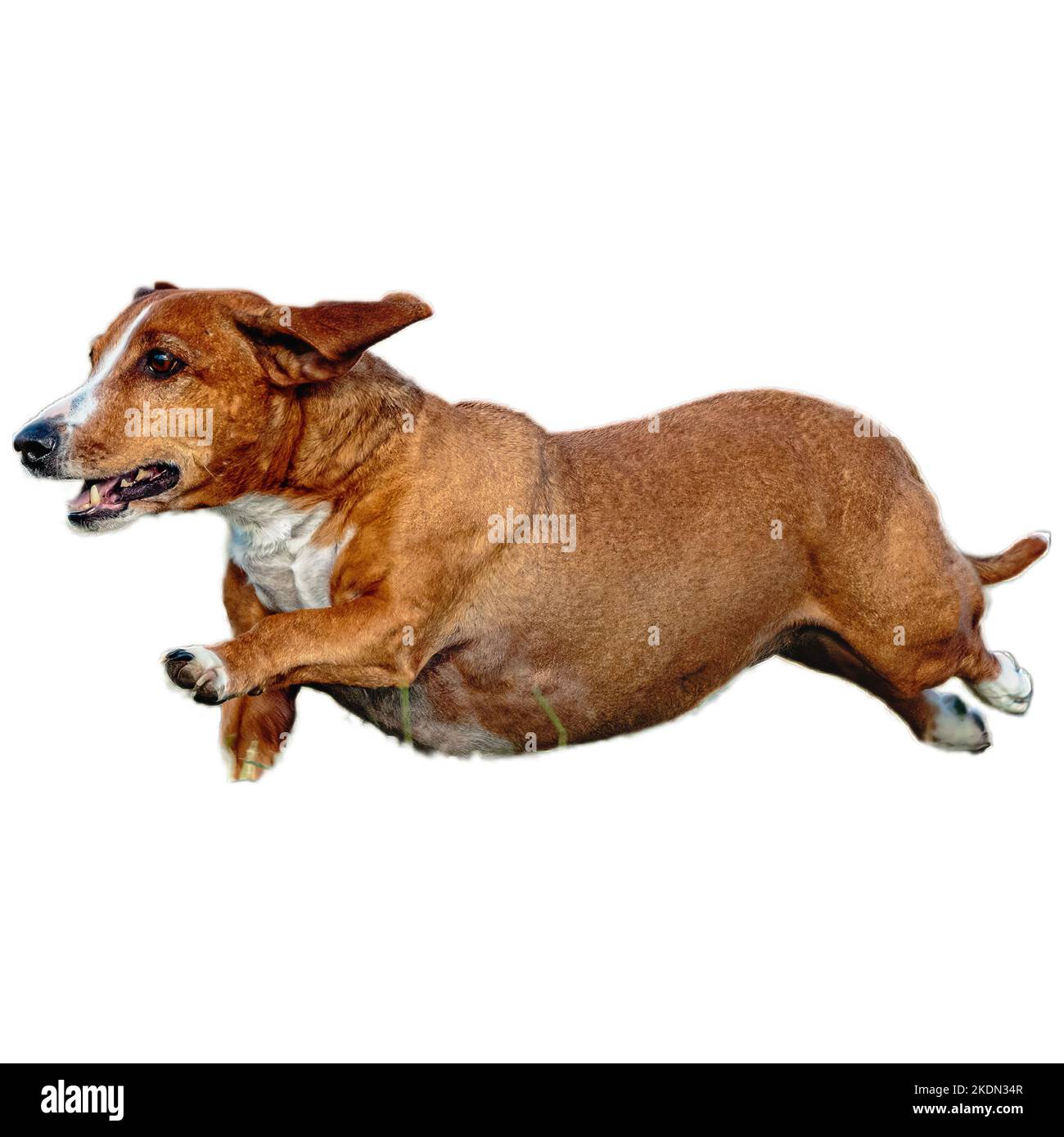 Dog running in field and chasing at full speed on competition straight ...