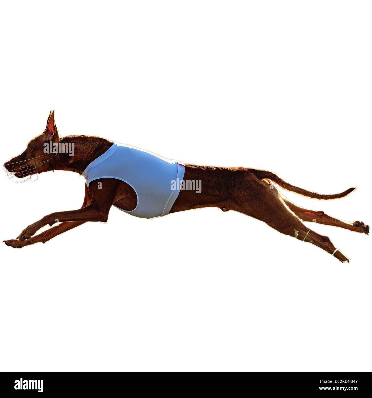 Dog running in field and chasing at full speed on competition straight ...