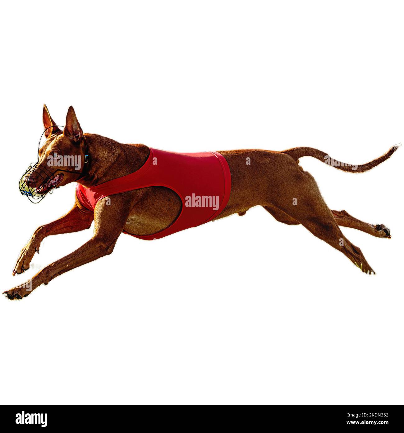 Dog running in field and chasing at full speed on competition straight ...