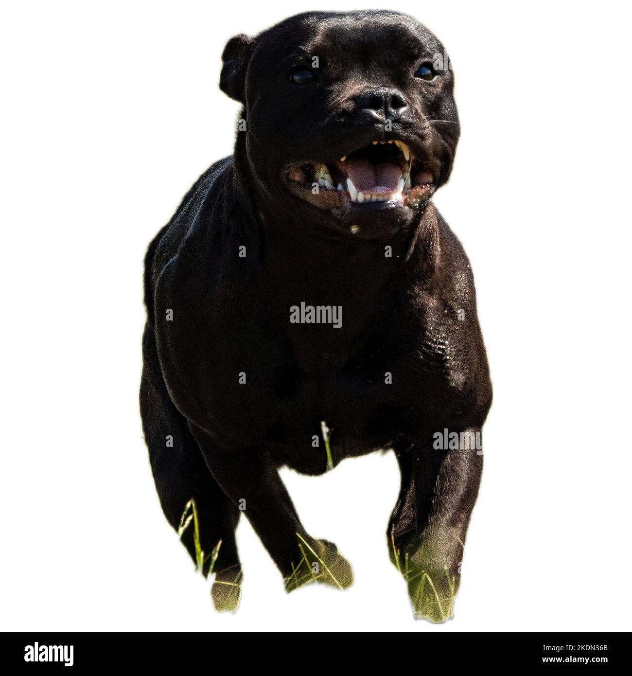 Dog running in field and chasing at full speed on competition straight ...