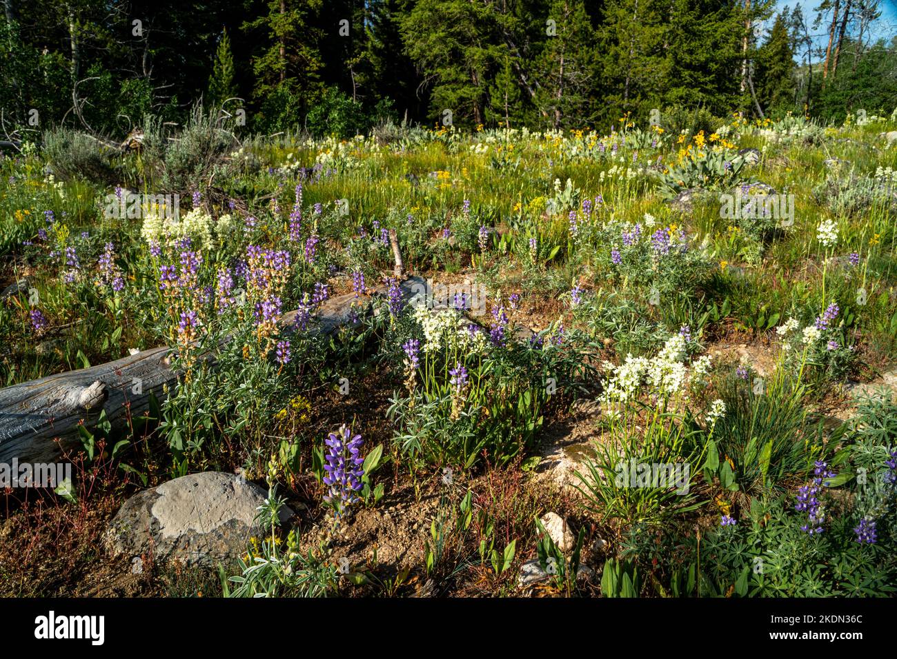 Early summer wildflowers in Idaho's Sawtooth National Recreation Area ...