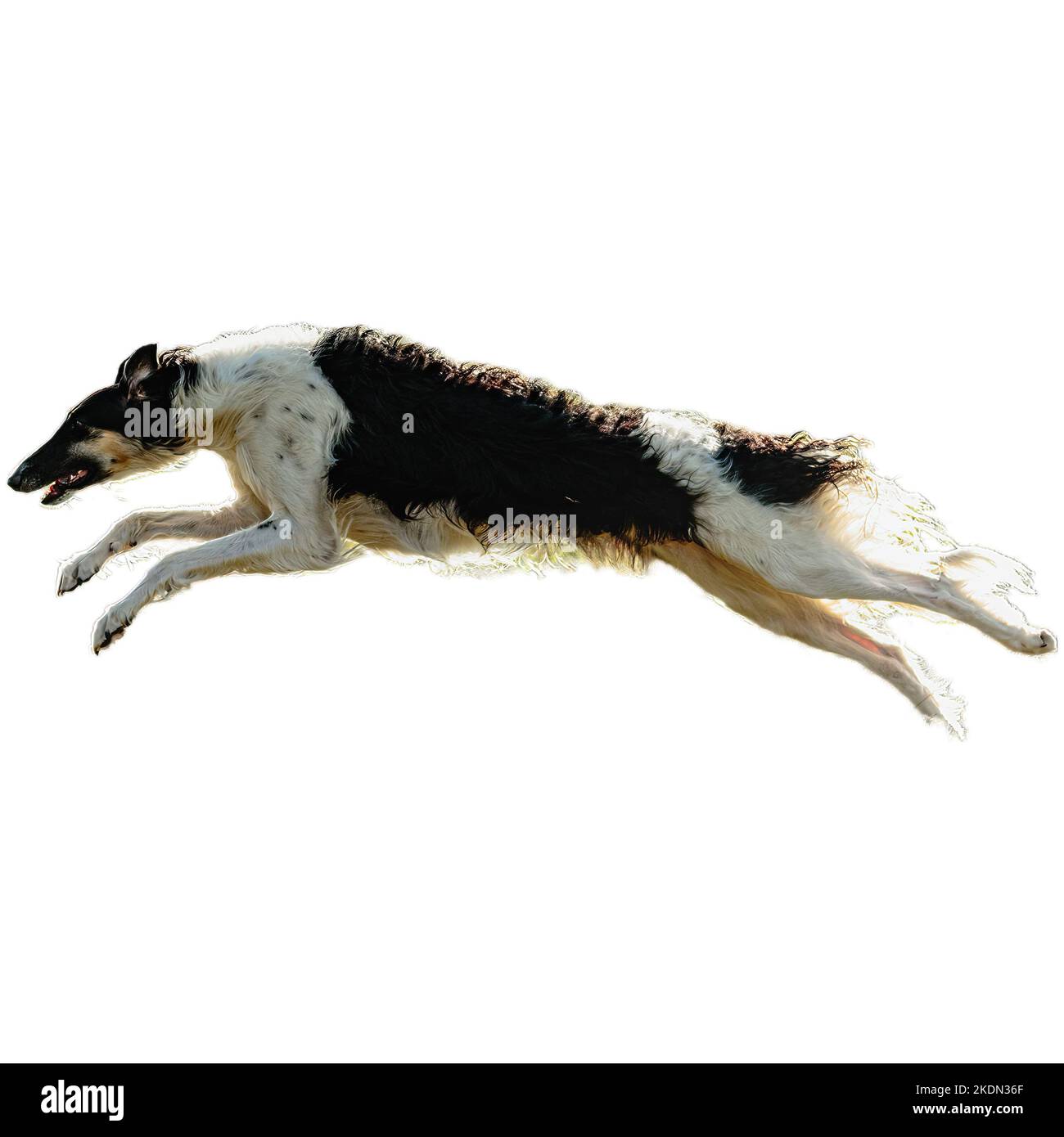 Dog running in field and chasing at full speed on competition straight ...