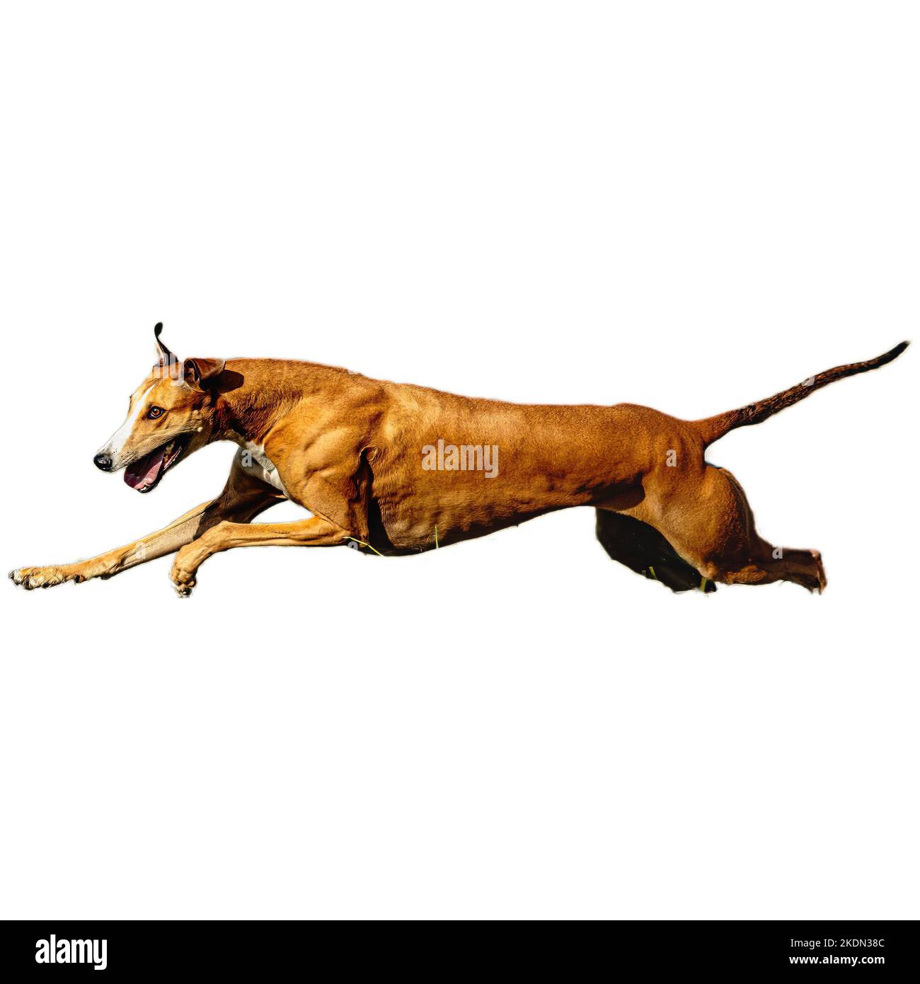 Dog running in field and chasing at full speed on competition straight ...