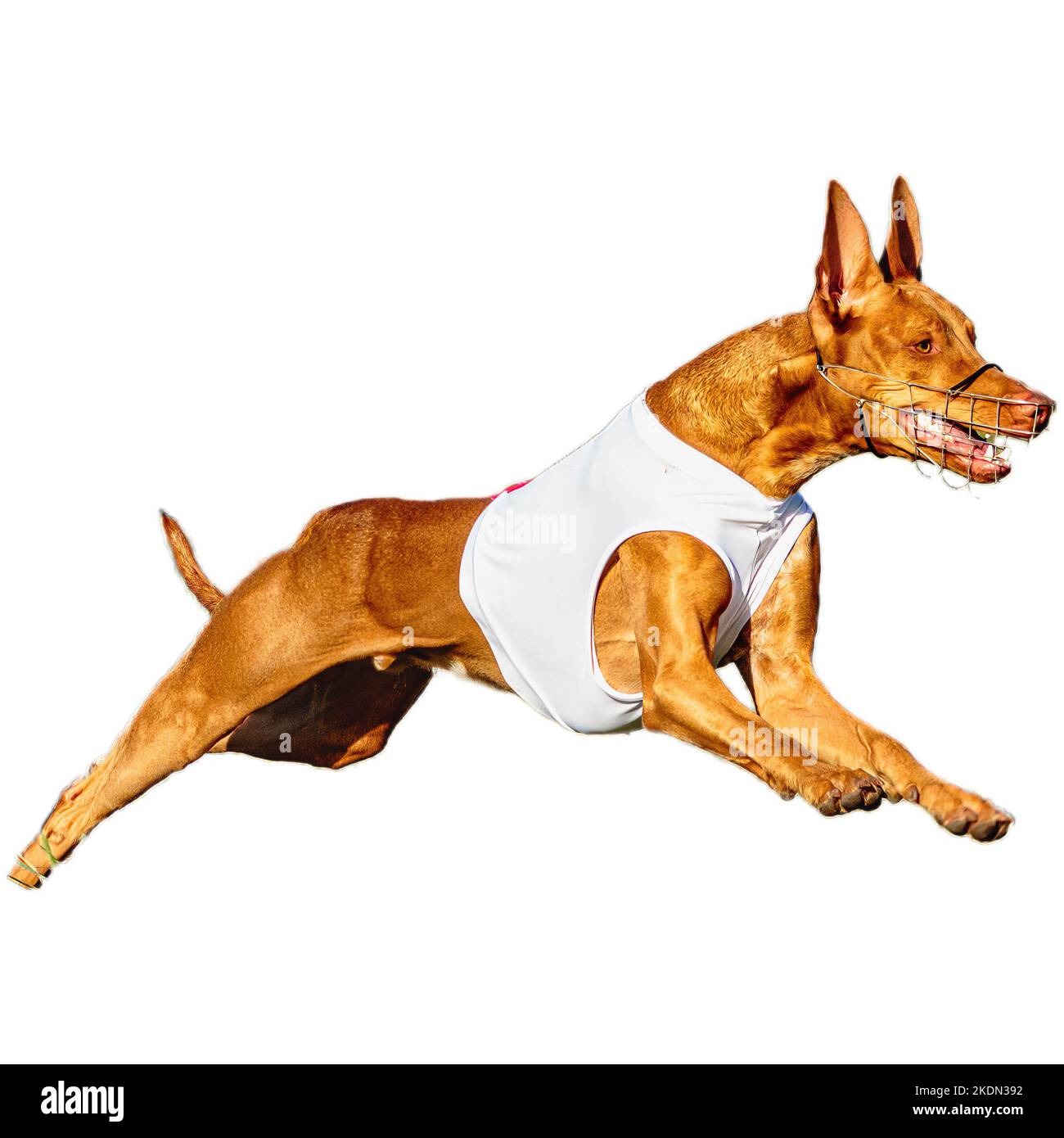 Dog running in field and chasing at full speed on competition straight ...