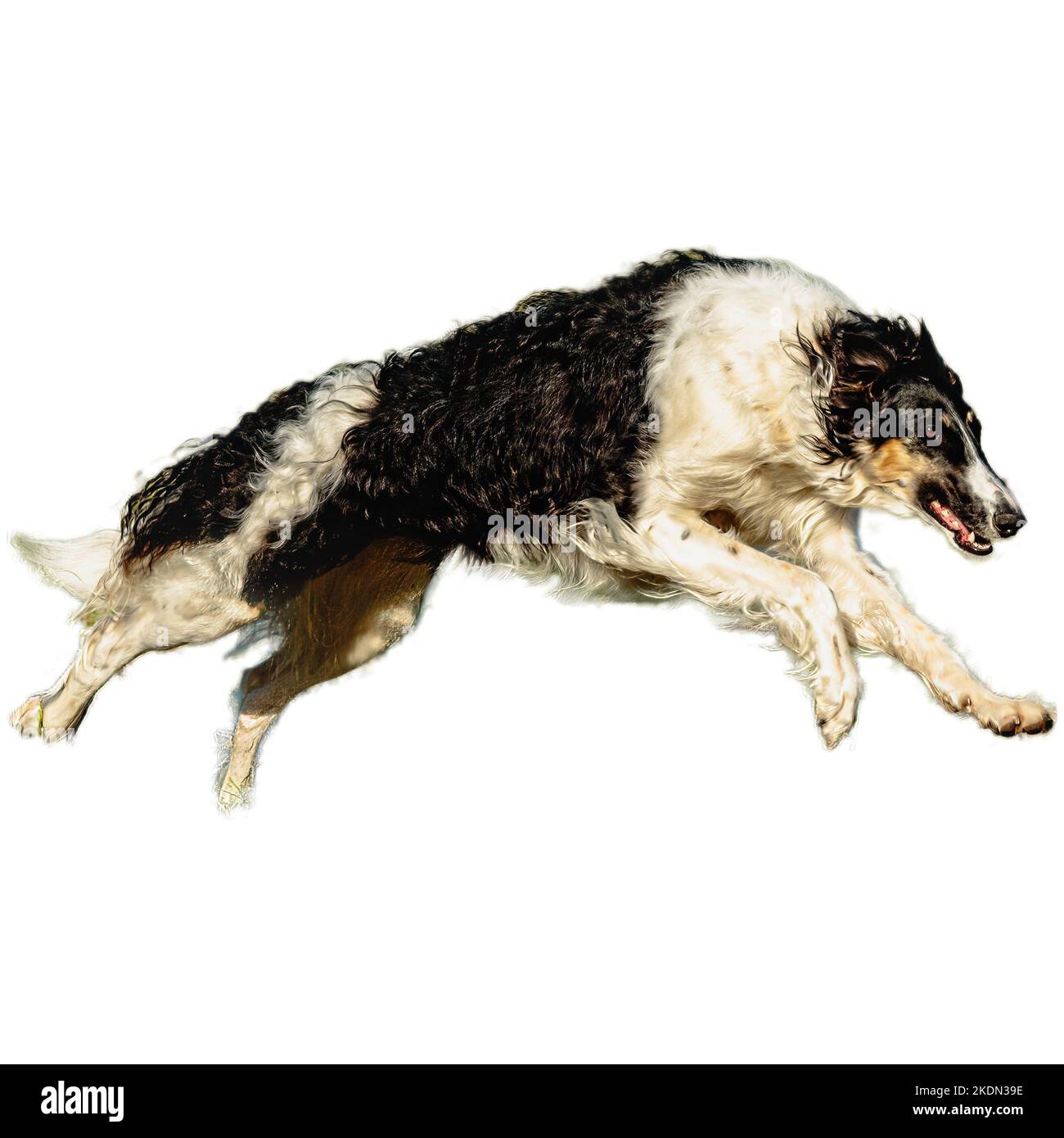 Dog running in field and chasing at full speed on competition straight ...