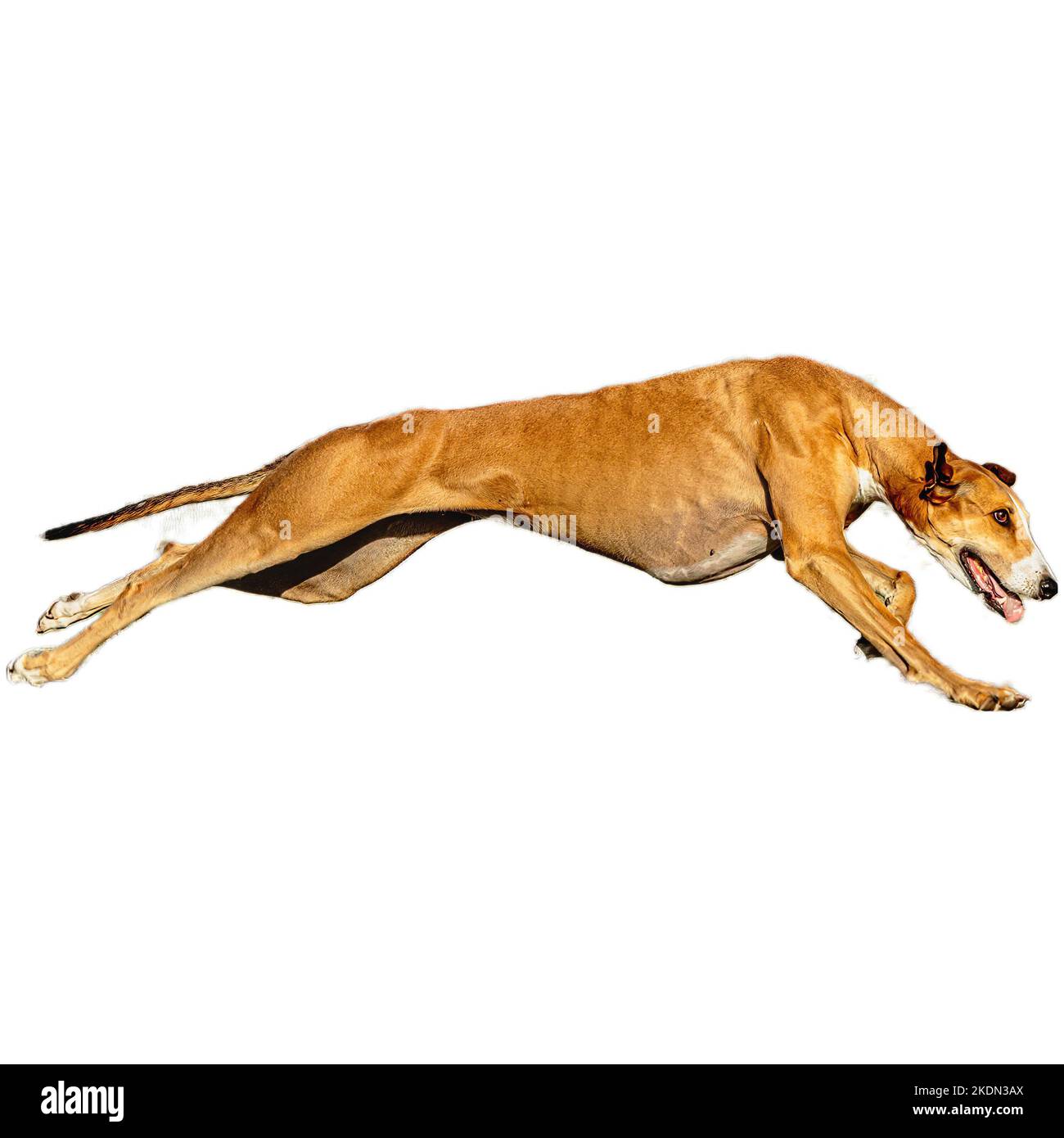 Dog running in field and chasing at full speed on competition straight ...