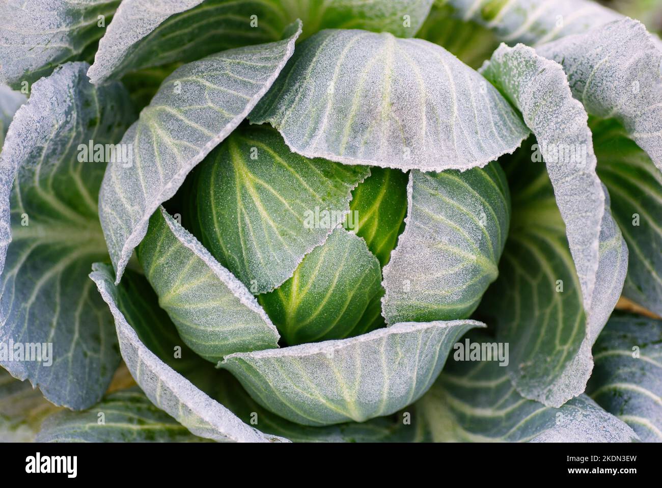 Cabbage leaves covered with frost after the first frost. Top view ...