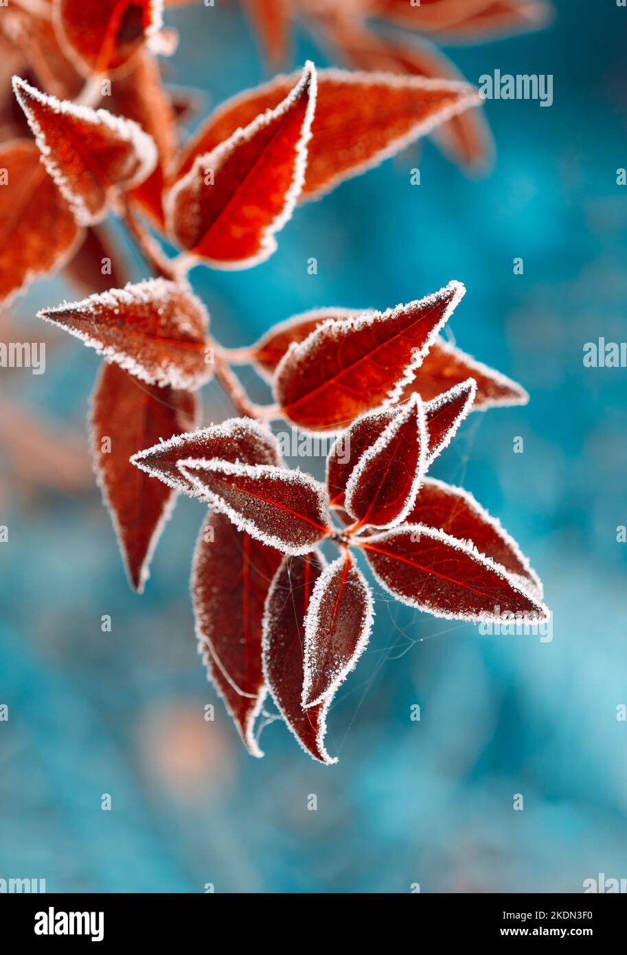 Early frosts vertical background hi-res stock photography and images ...
