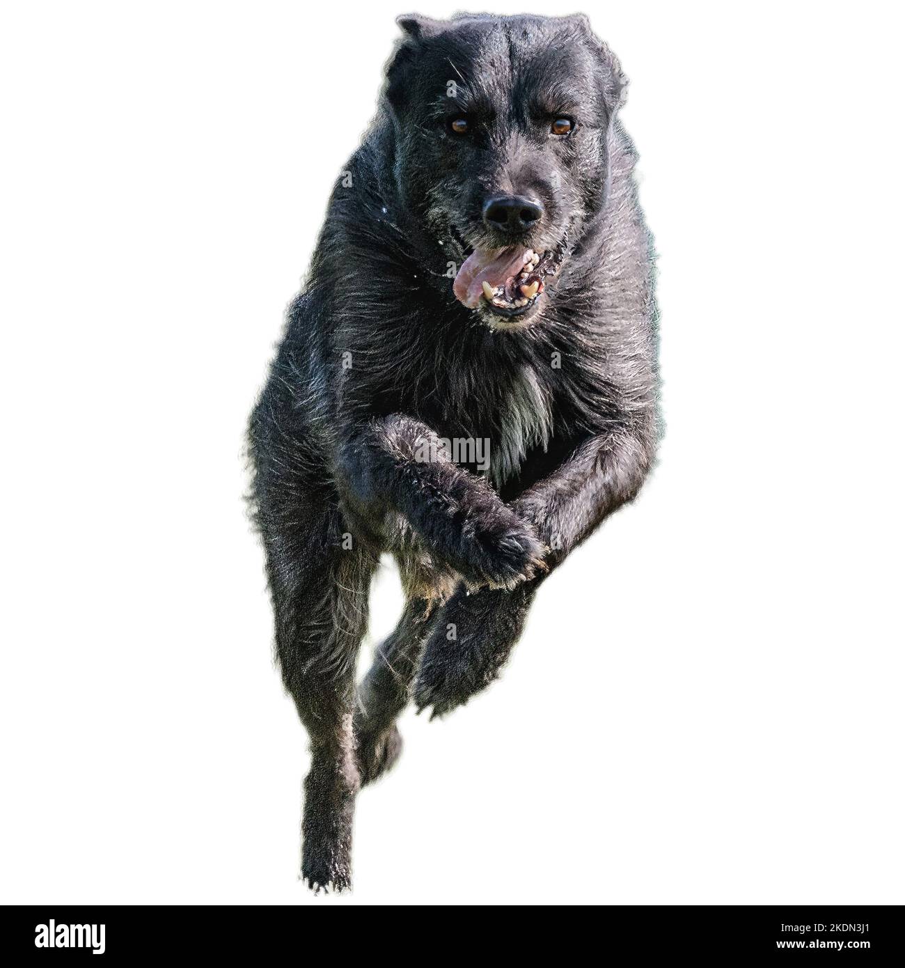 Dog running in field and chasing at full speed on competition straight ...