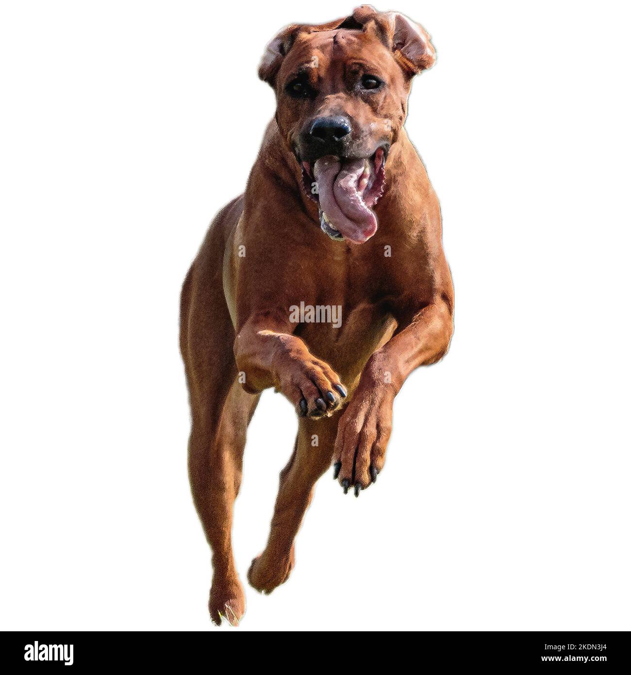 Dog running in field and chasing at full speed on competition straight ...