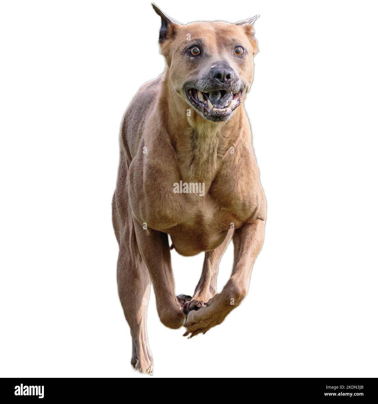 Dog running in field and chasing at full speed on competition straight ...