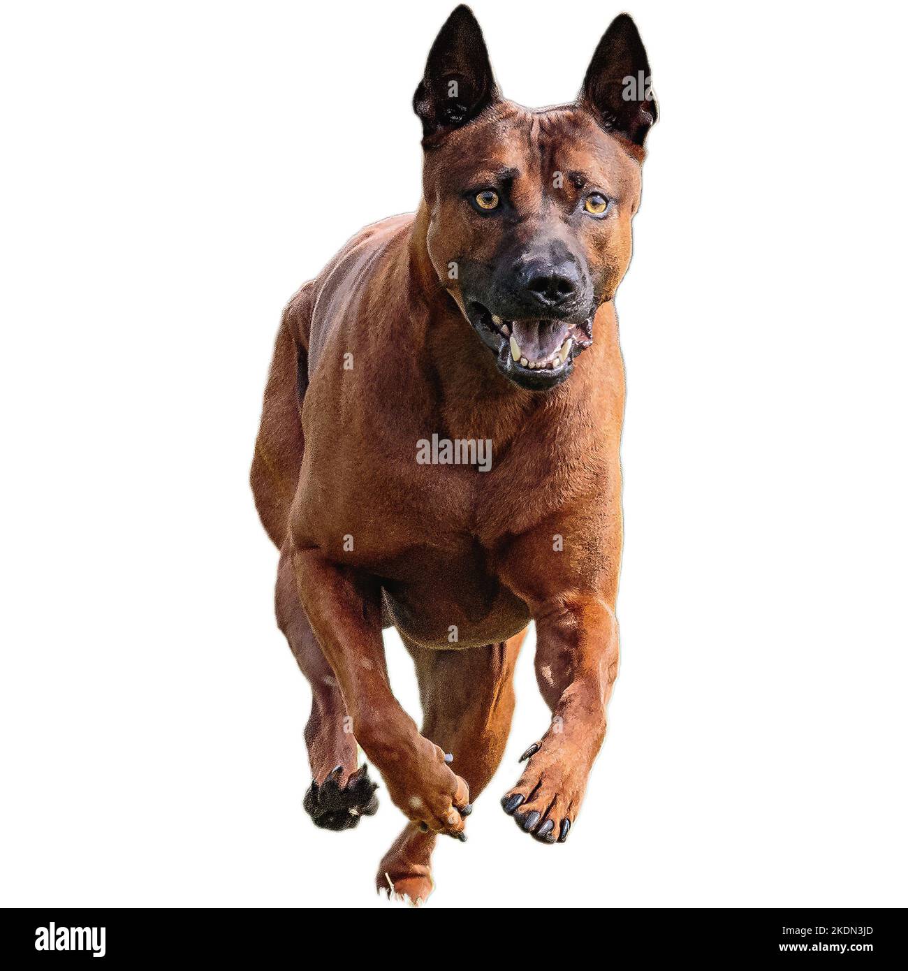 Dog running in field and chasing at full speed on competition straight ...