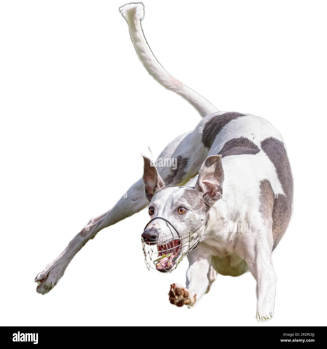 Dog running in field and chasing at full speed on competition straight ...