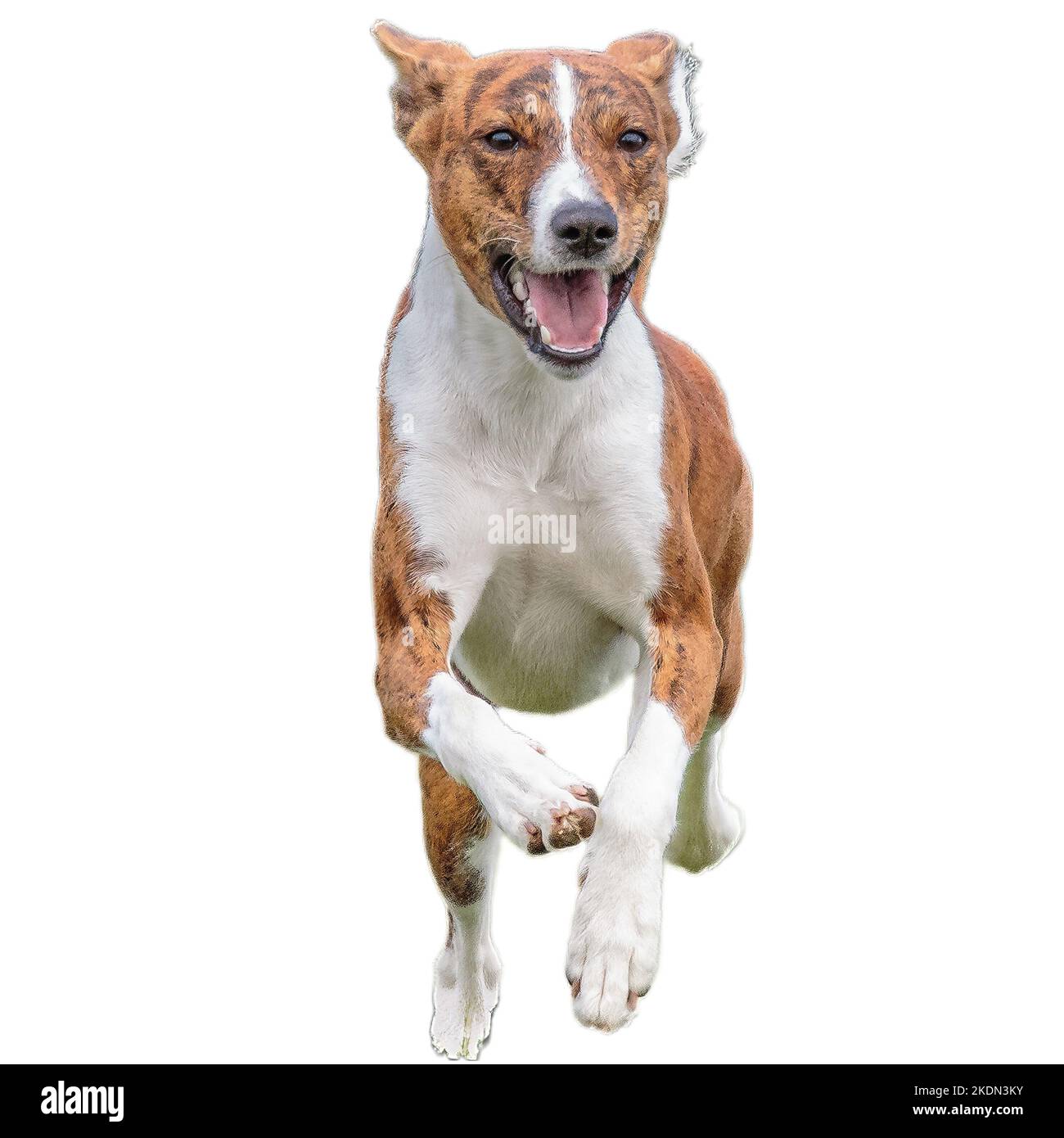 Dog running in field and chasing at full speed on competition straight ...