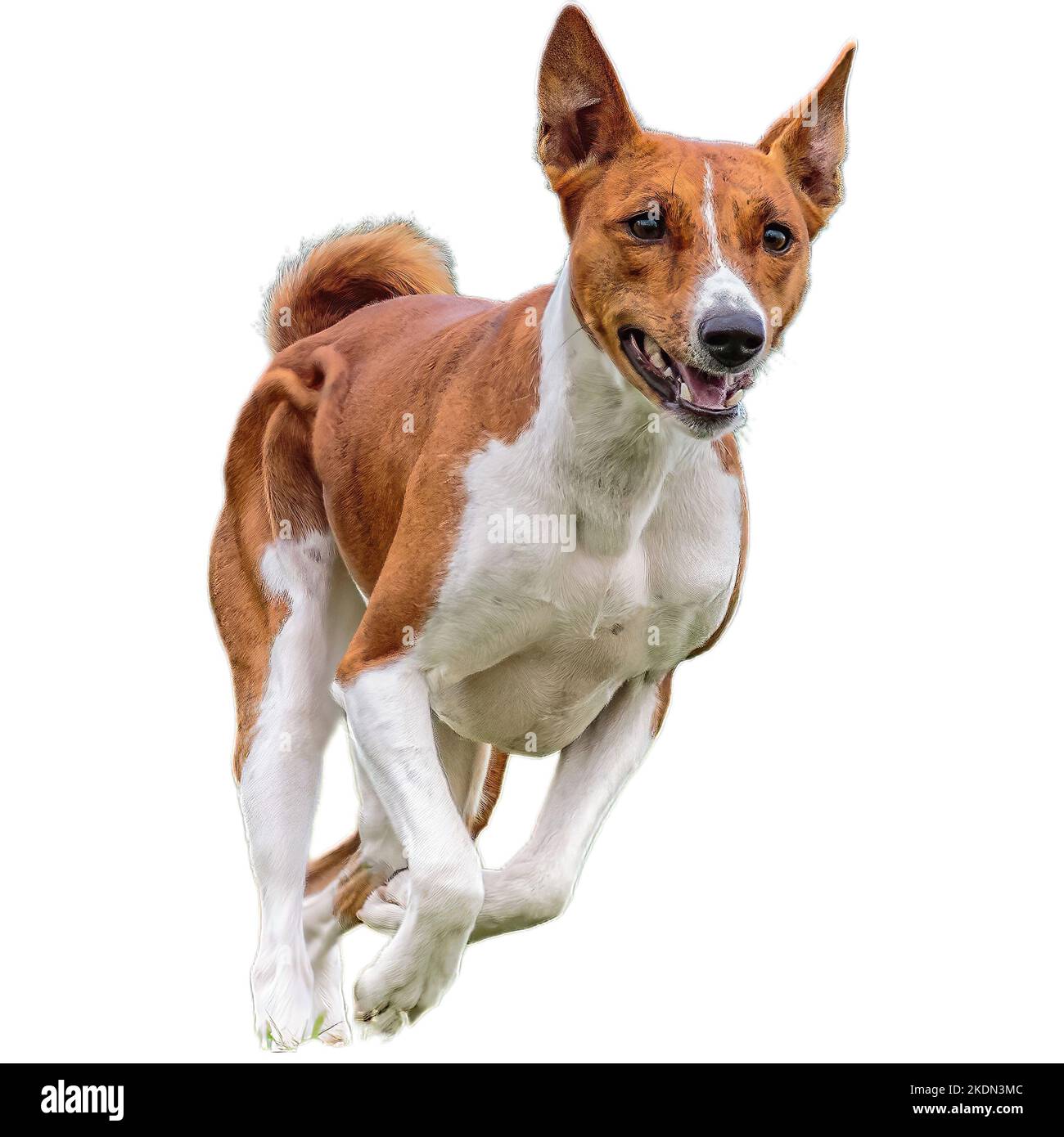 Dog running in field and chasing at full speed on competition straight ...