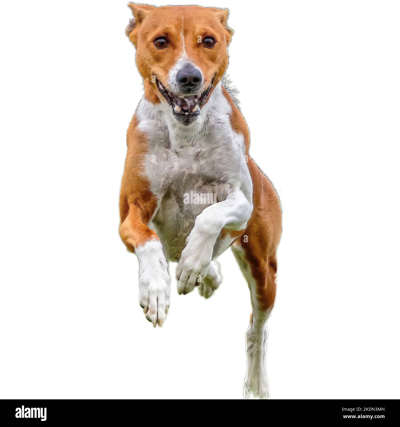 Dog running in field and chasing at full speed on competition straight ...