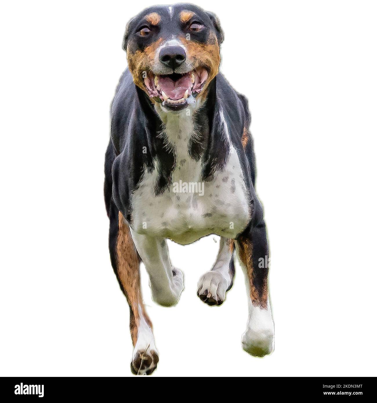 Dog running in field and chasing at full speed on competition straight ...