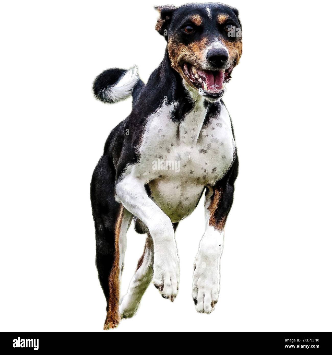 Dog running in field and chasing at full speed on competition straight ...
