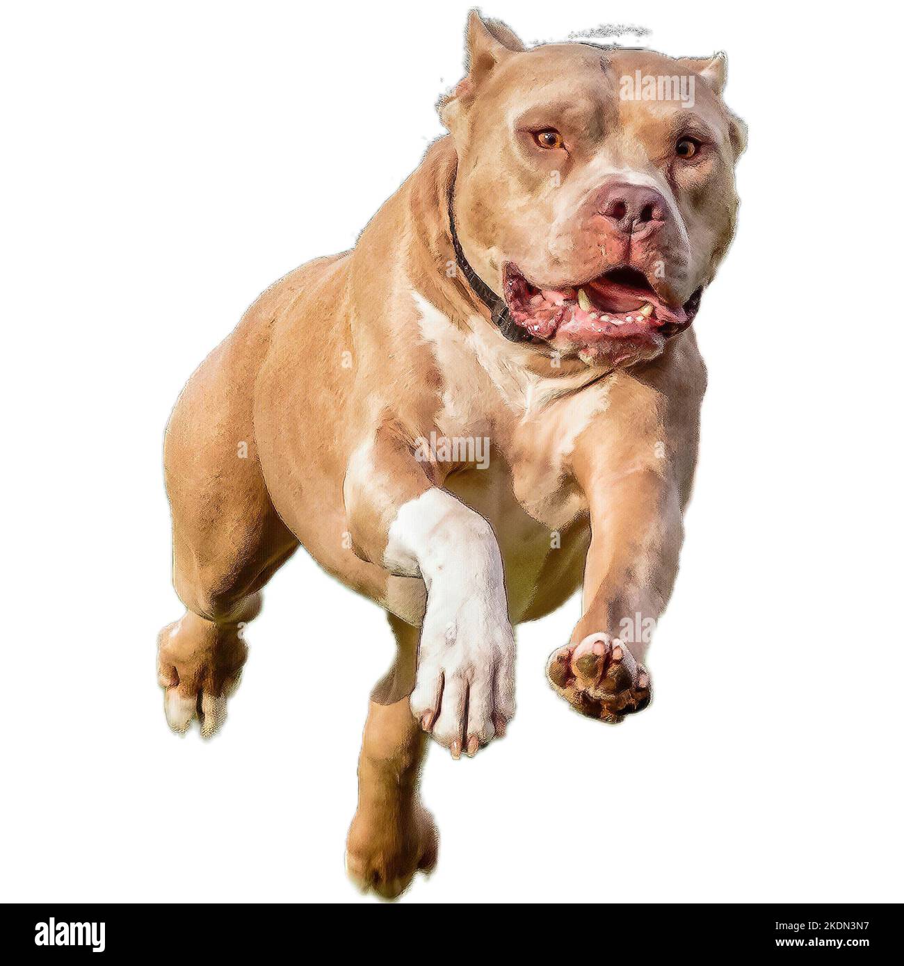 Dog running in field and chasing at full speed on competition straight ...