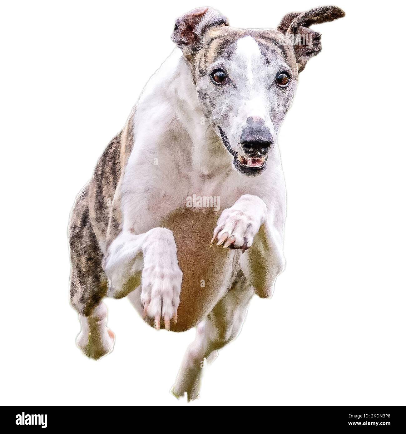 Dog running in field and chasing at full speed on competition straight ...