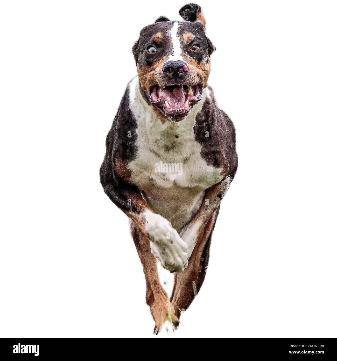 Dog running in field and chasing at full speed on competition straight ...