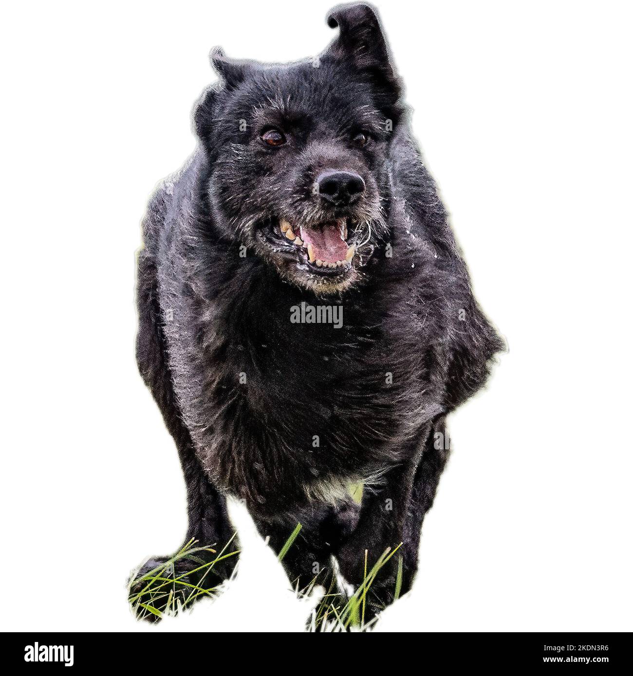 Dog running in field and chasing at full speed on competition straight ...