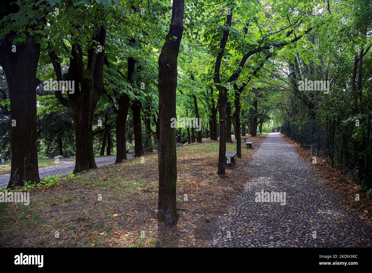 Paved path under the tree canopy of a park with stone benches by its ...