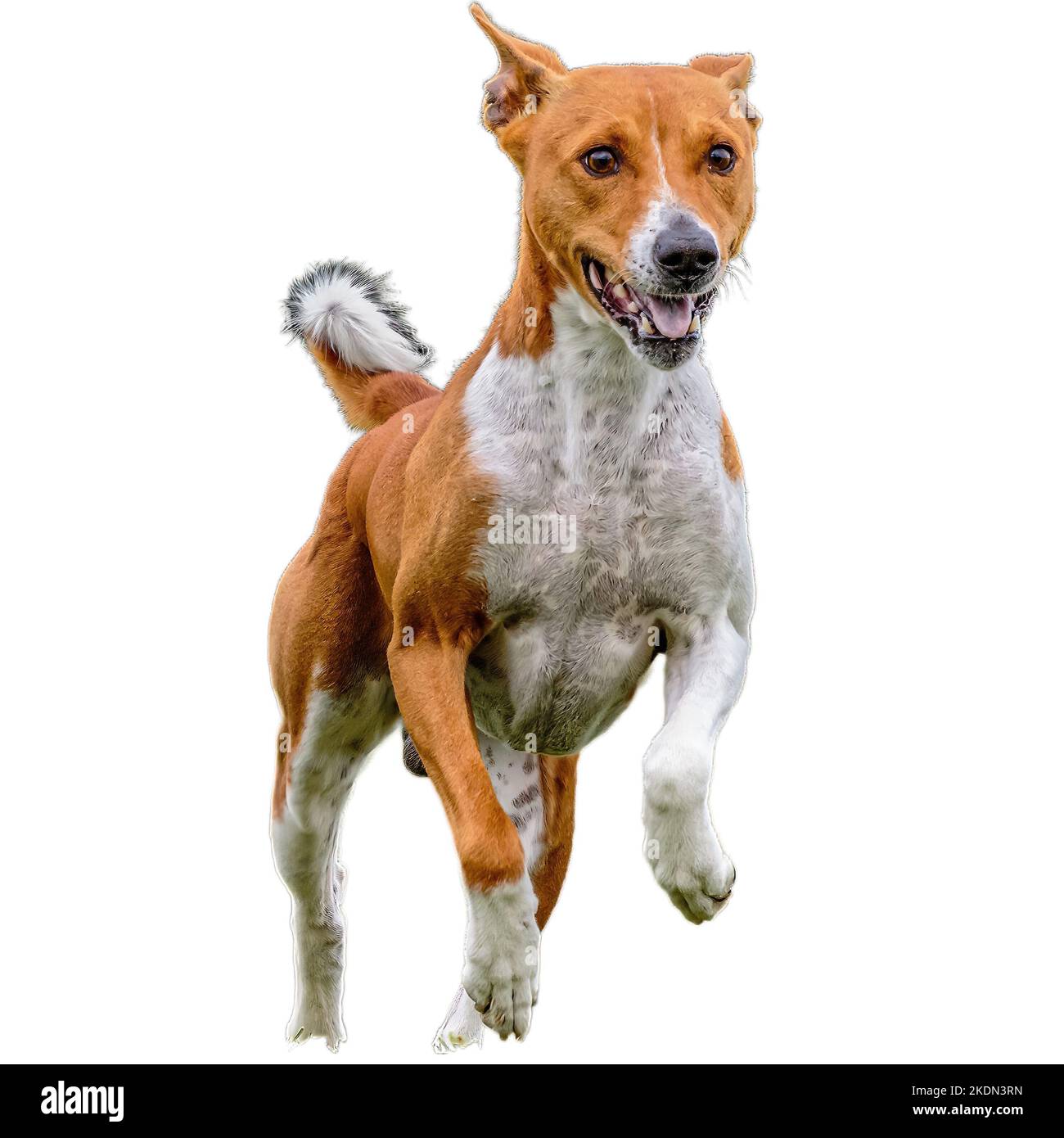 Dog running in field and chasing at full speed on competition straight ...