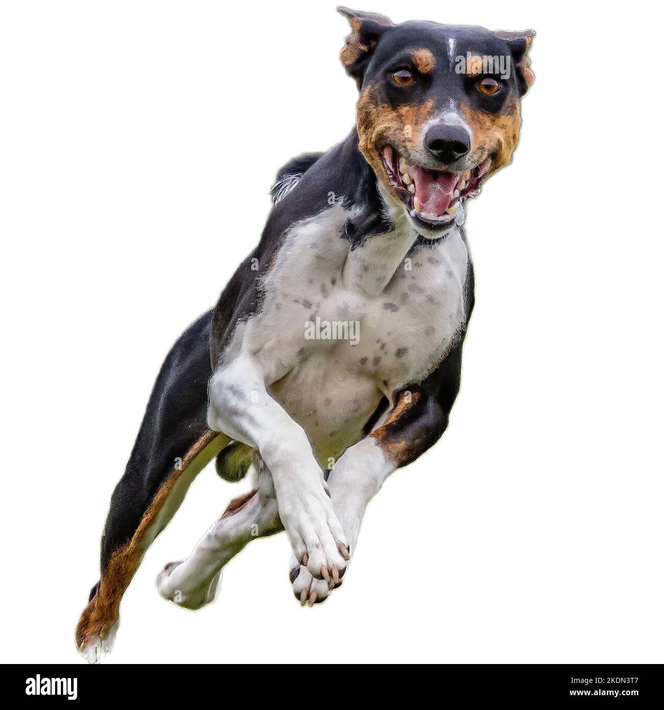 Dog running in field and chasing at full speed on competition straight ...