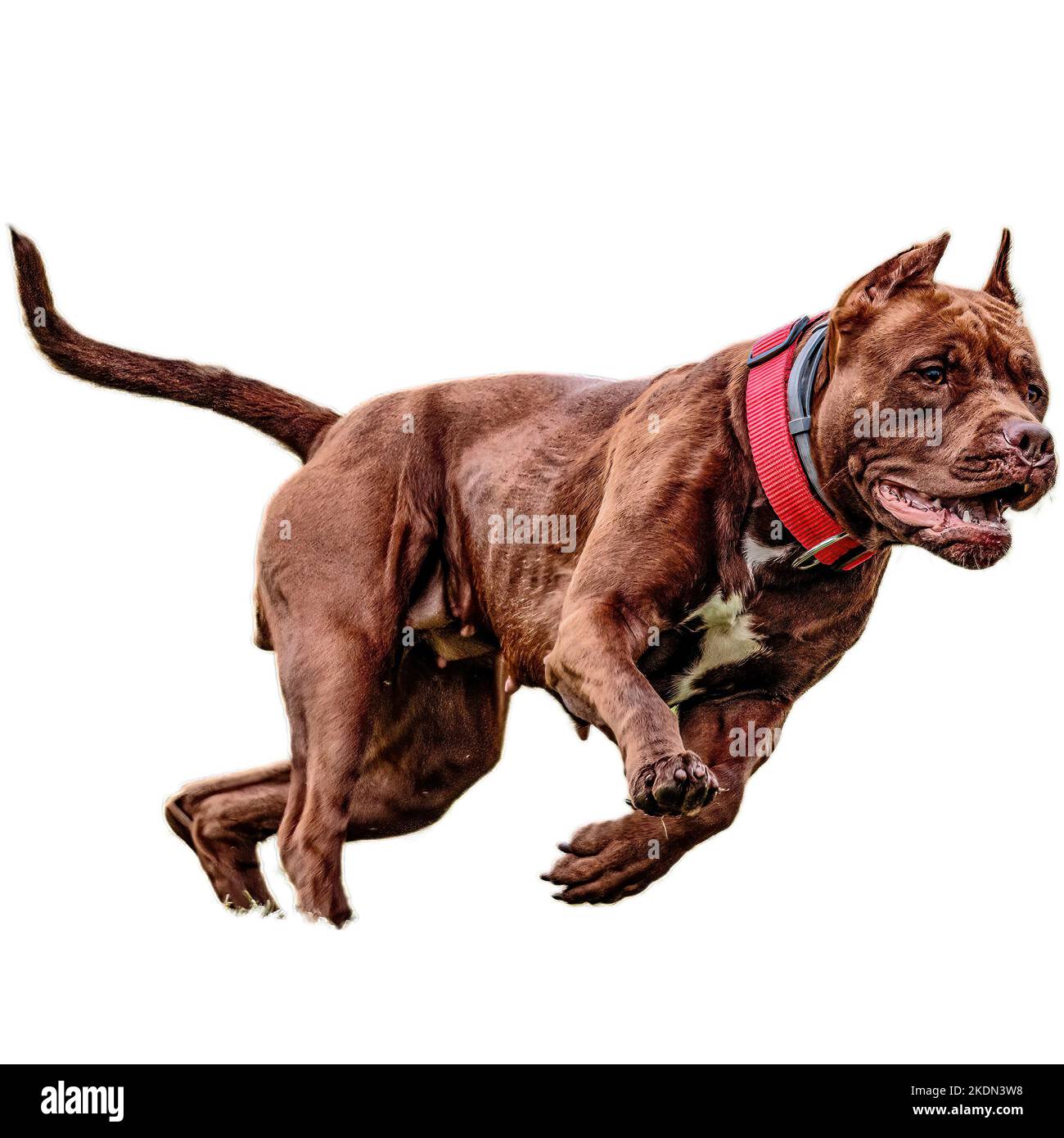Dog running in field and chasing at full speed on competition straight ...