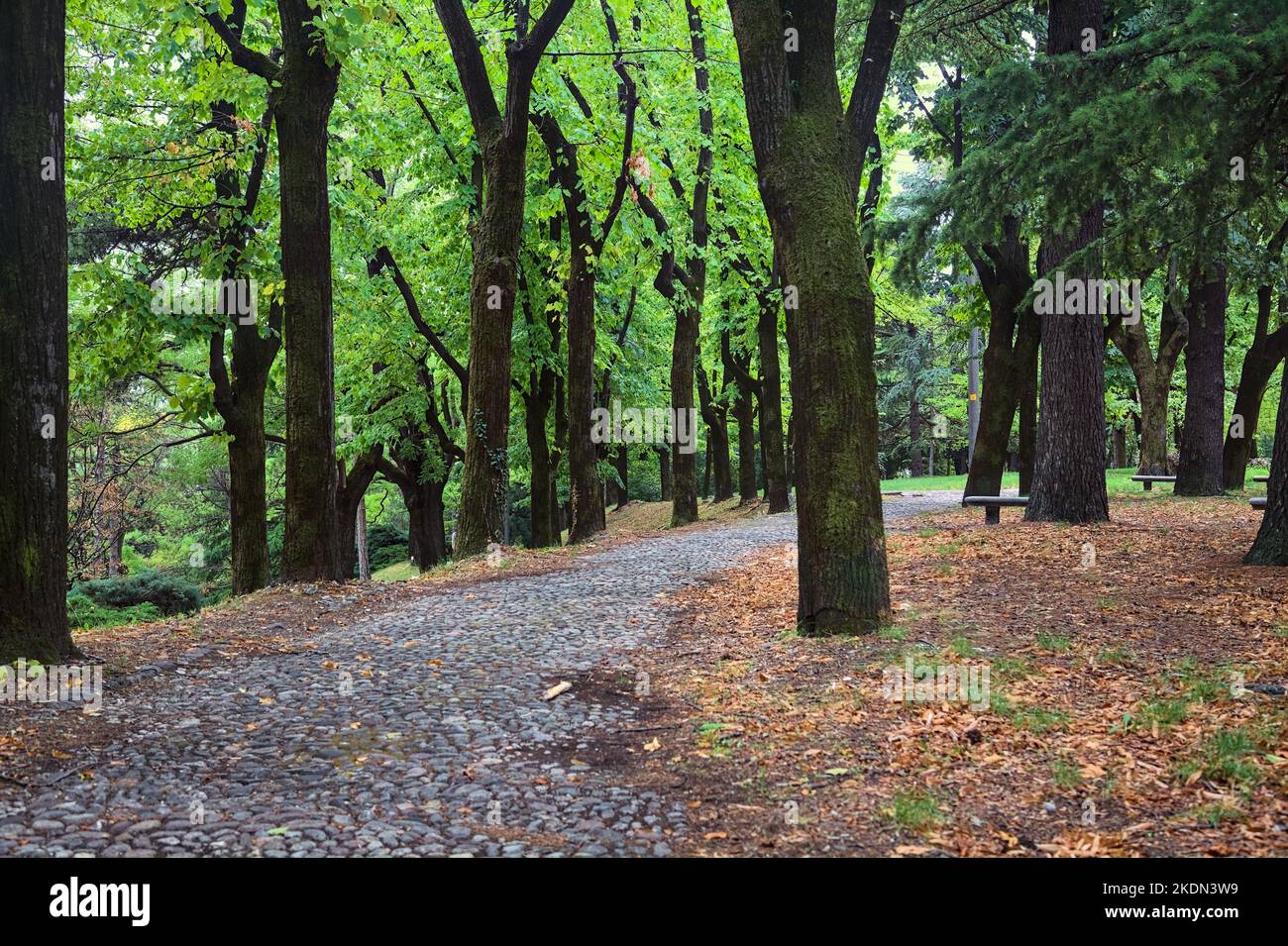 Paved path under a tree canopy in a park Stock Photo - Alamy