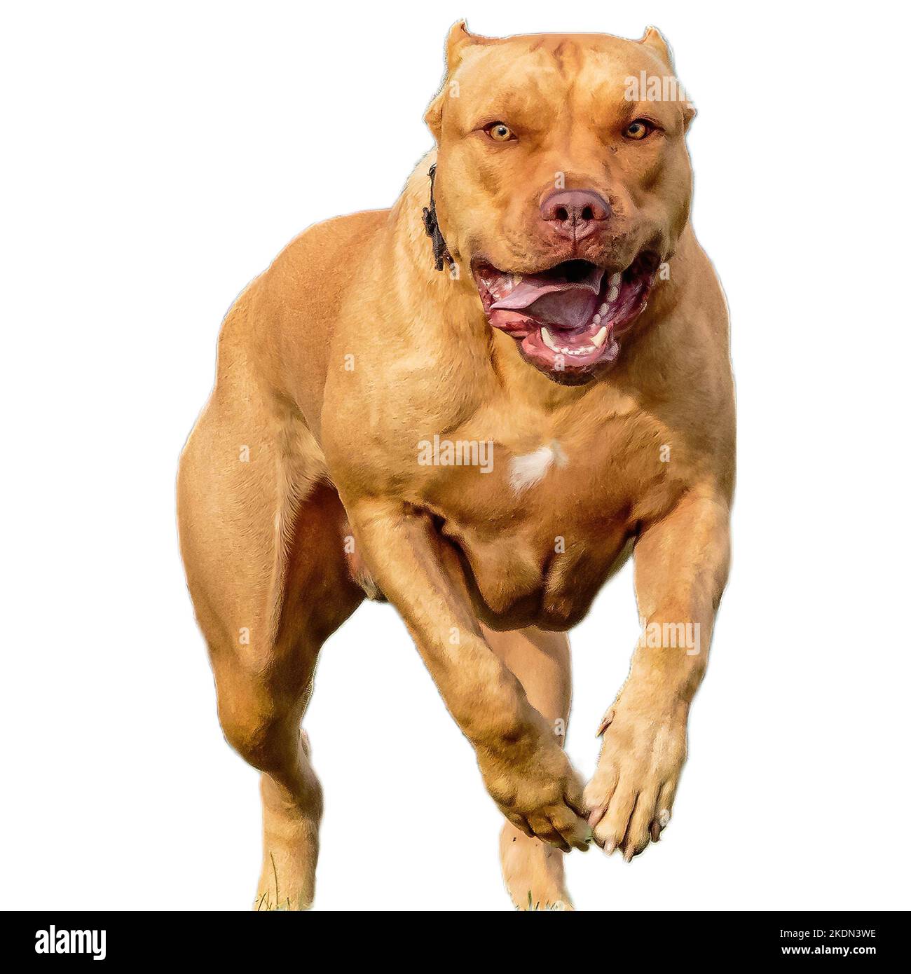 Dog running in field and chasing at full speed on competition straight ...