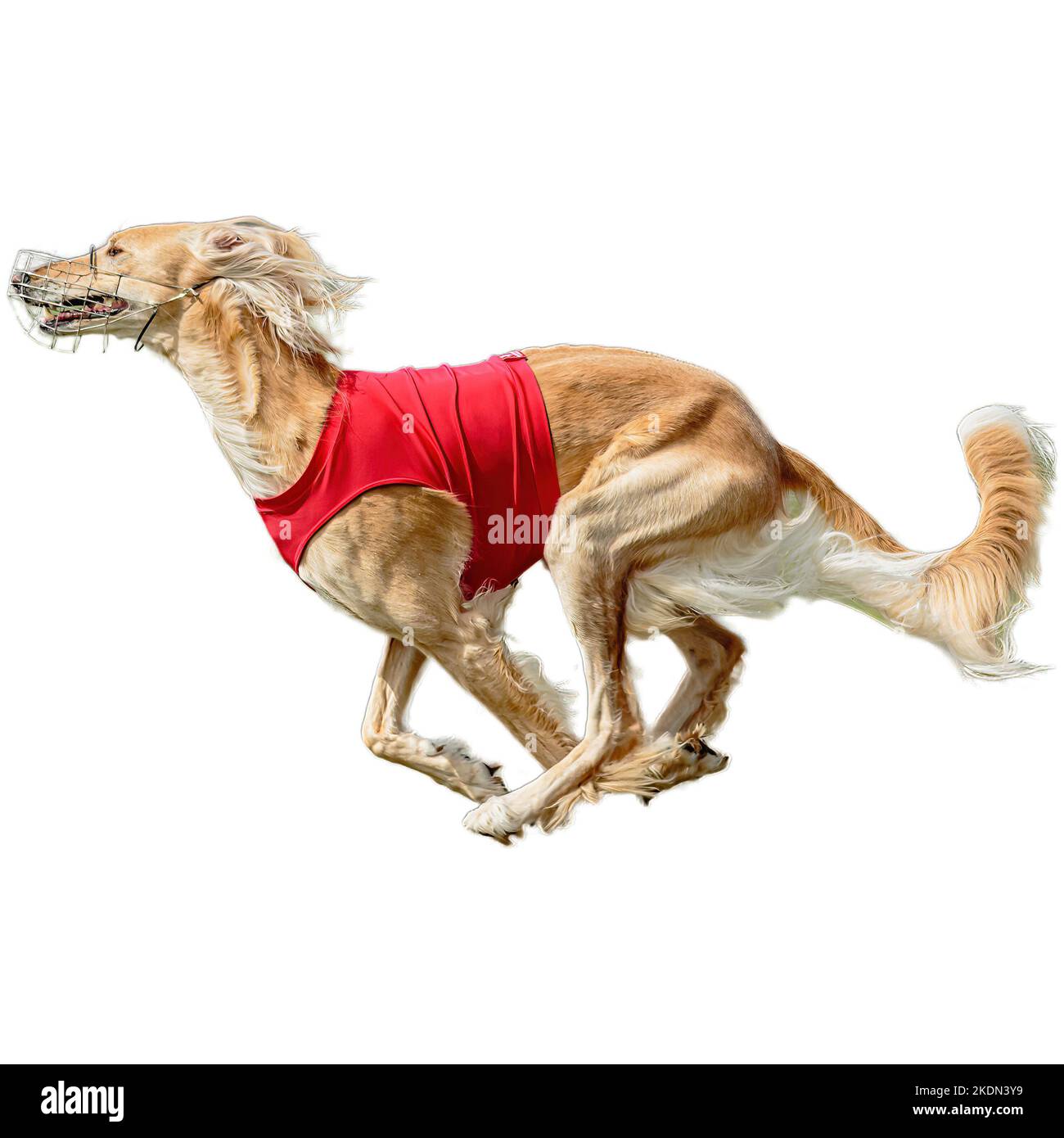 Dog running in field and chasing at full speed on competition straight ...