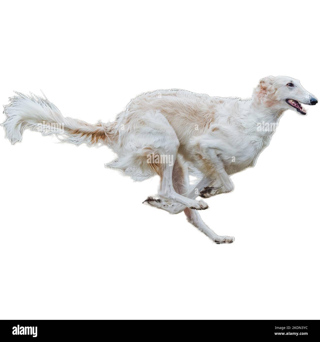 Puppy Running White Background