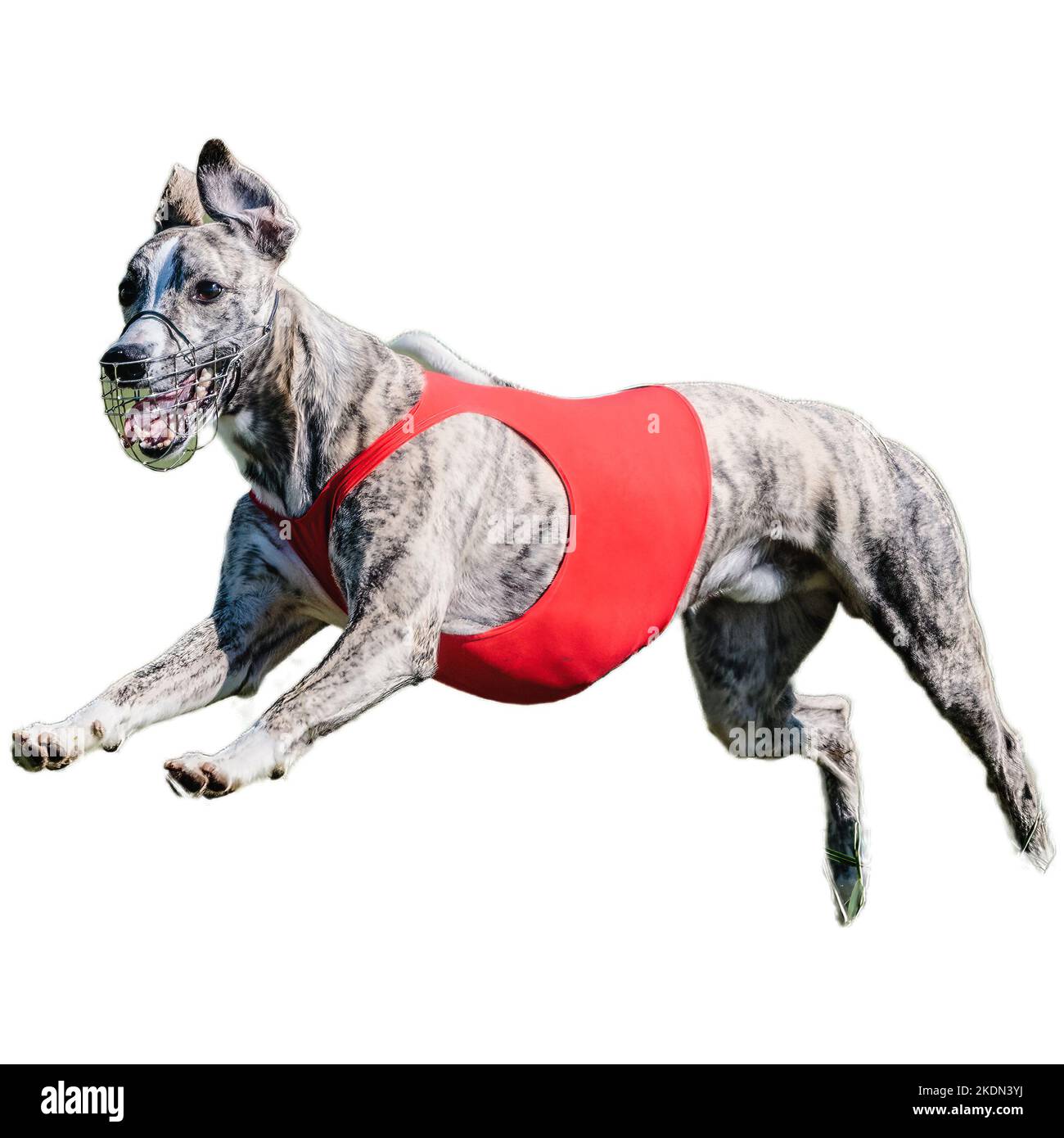 Dog running in field and chasing at full speed on competition straight ...