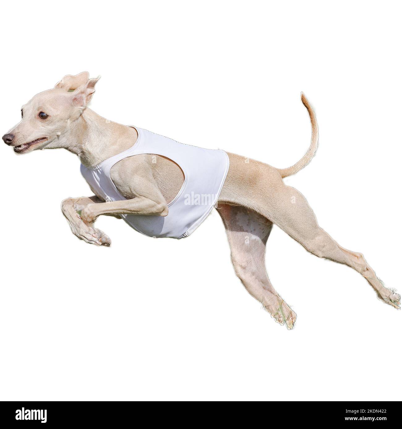 Dog running in field and chasing at full speed on competition straight ...