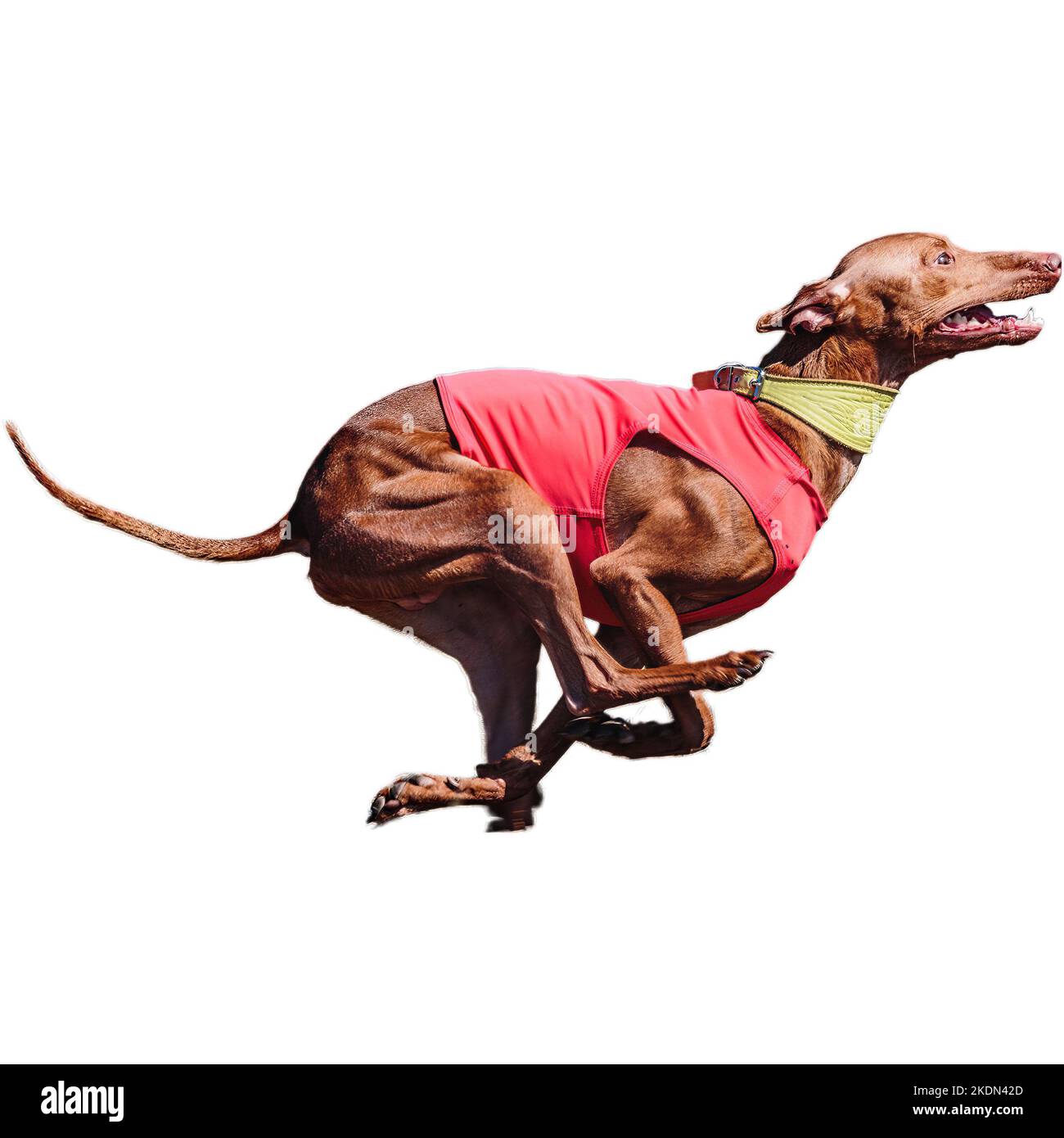 Dog running in field and chasing at full speed on competition straight ...