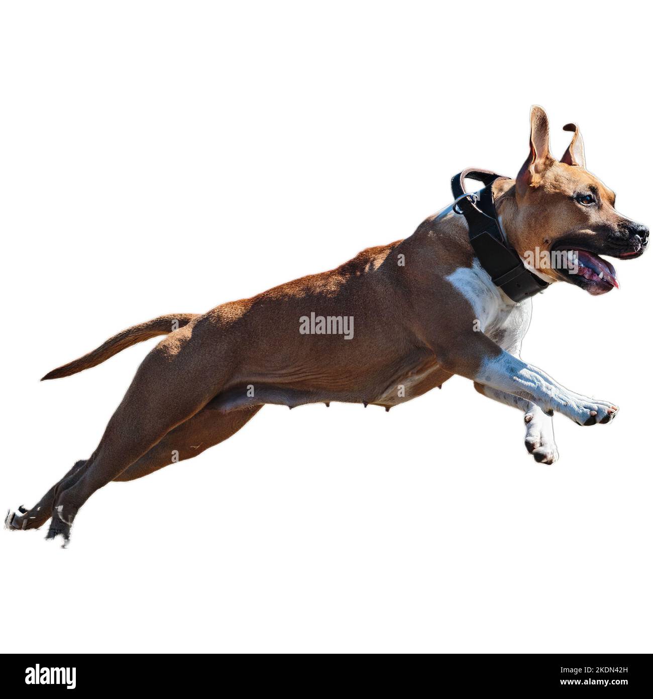 Dog running in field and chasing at full speed on competition straight ...