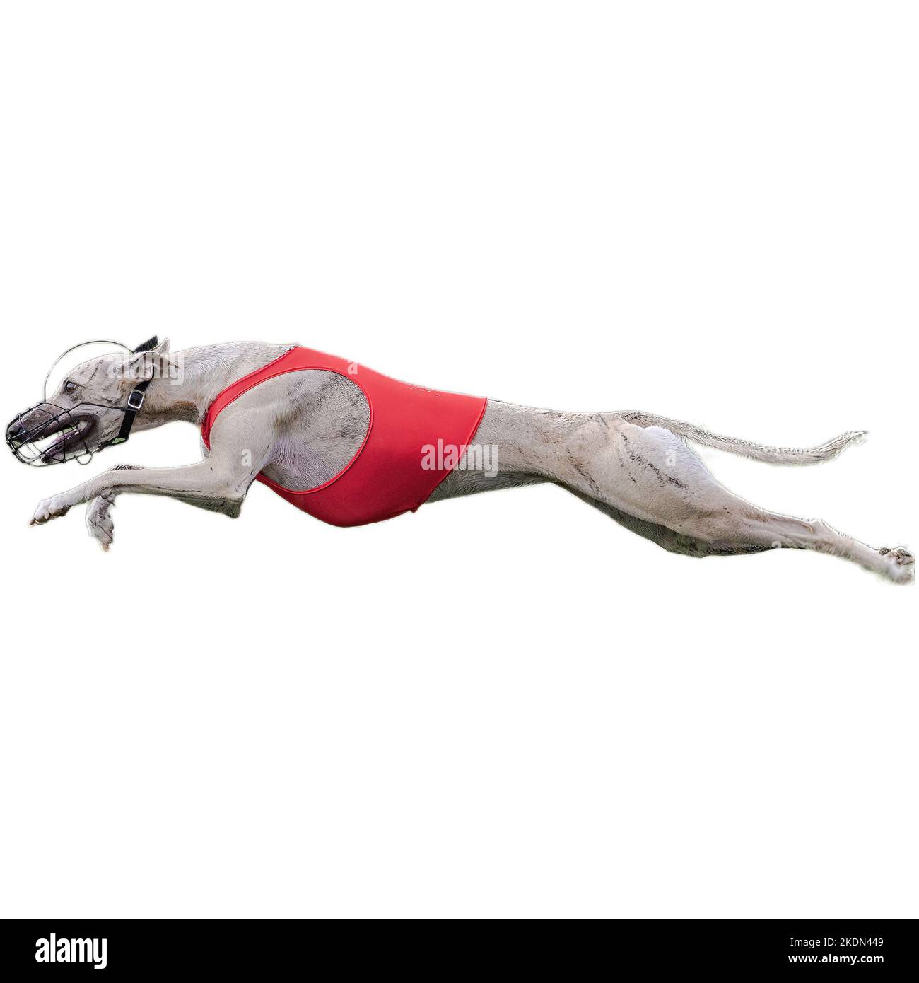 Dog running in field and chasing at full speed on competition straight ...
